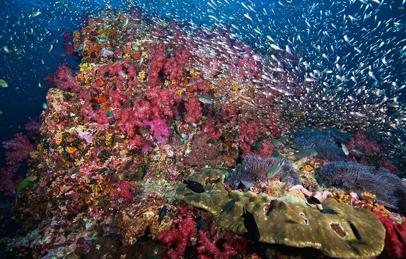 Richelieu Rock – Best Thailand Dive Site | MV Giamani